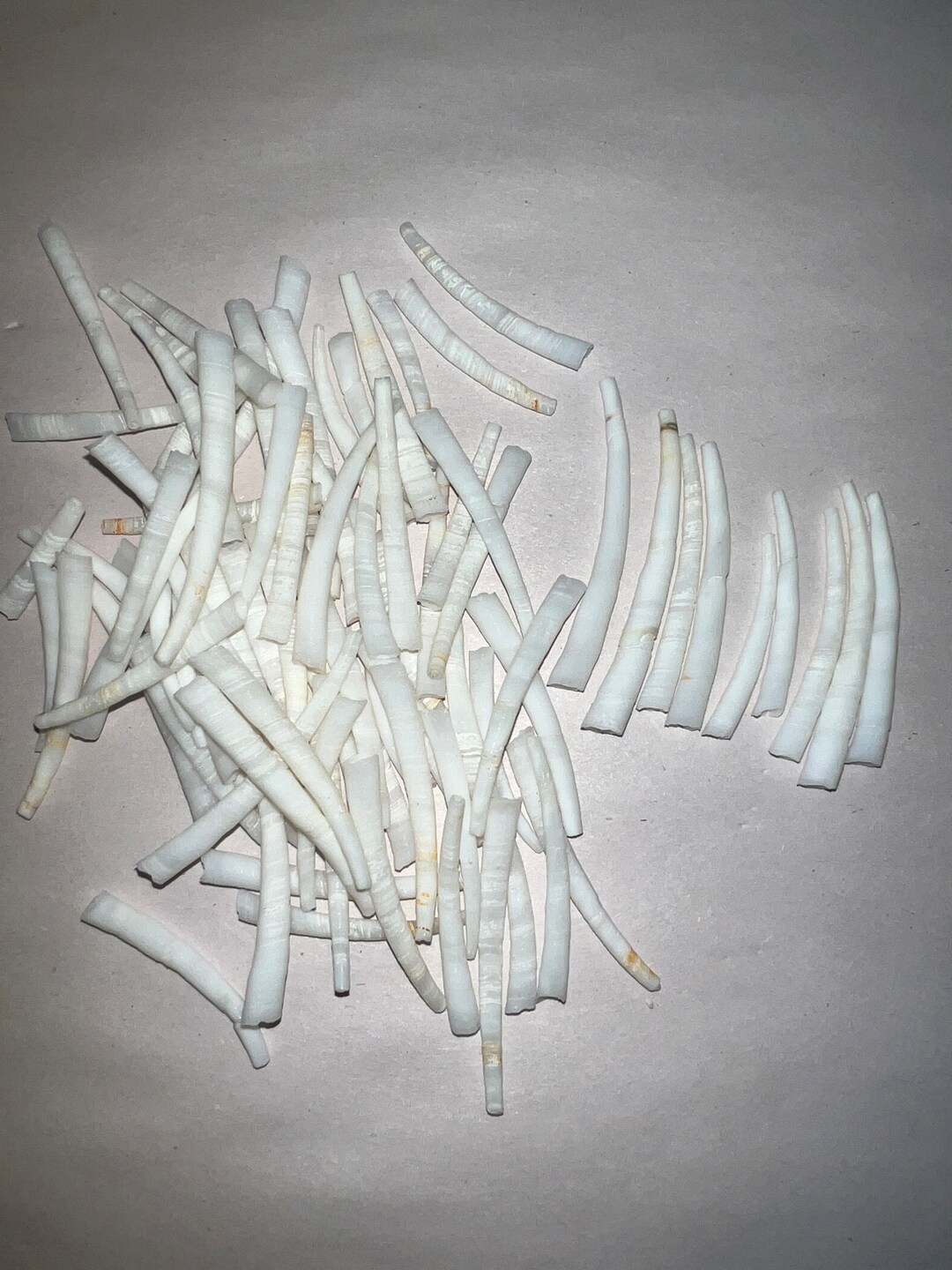 2 Inch White Dentalium - Etsy