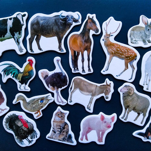 Wooden Set of 8 Animal Magnets for Kids Funny Animal Fridge - Etsy