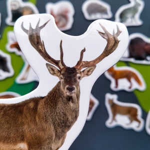 Forest Animals Magnets for Kids, Set of 20, Magnets for Toddlers ...