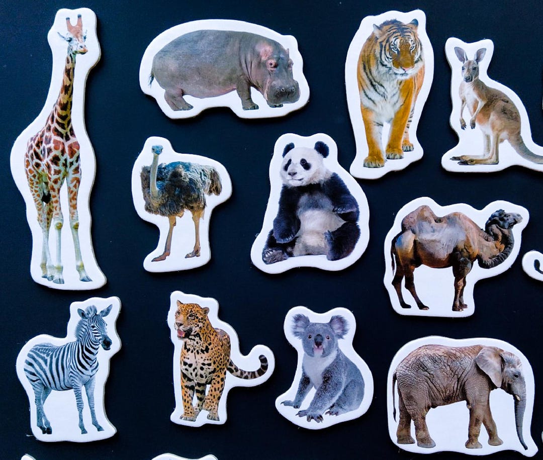 Wild Animal Magnets for Kids: Educational Fridge Decor, Set of 18 ...