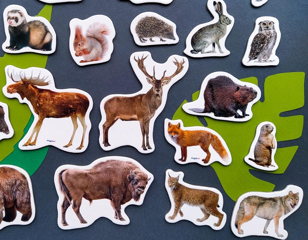 Forest Animals Magnets for Kids, Set of 20, Magnets for Toddlers ...