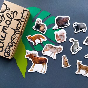 Forest Animals Magnets for Kids, Set of 20, Magnets for Toddlers ...