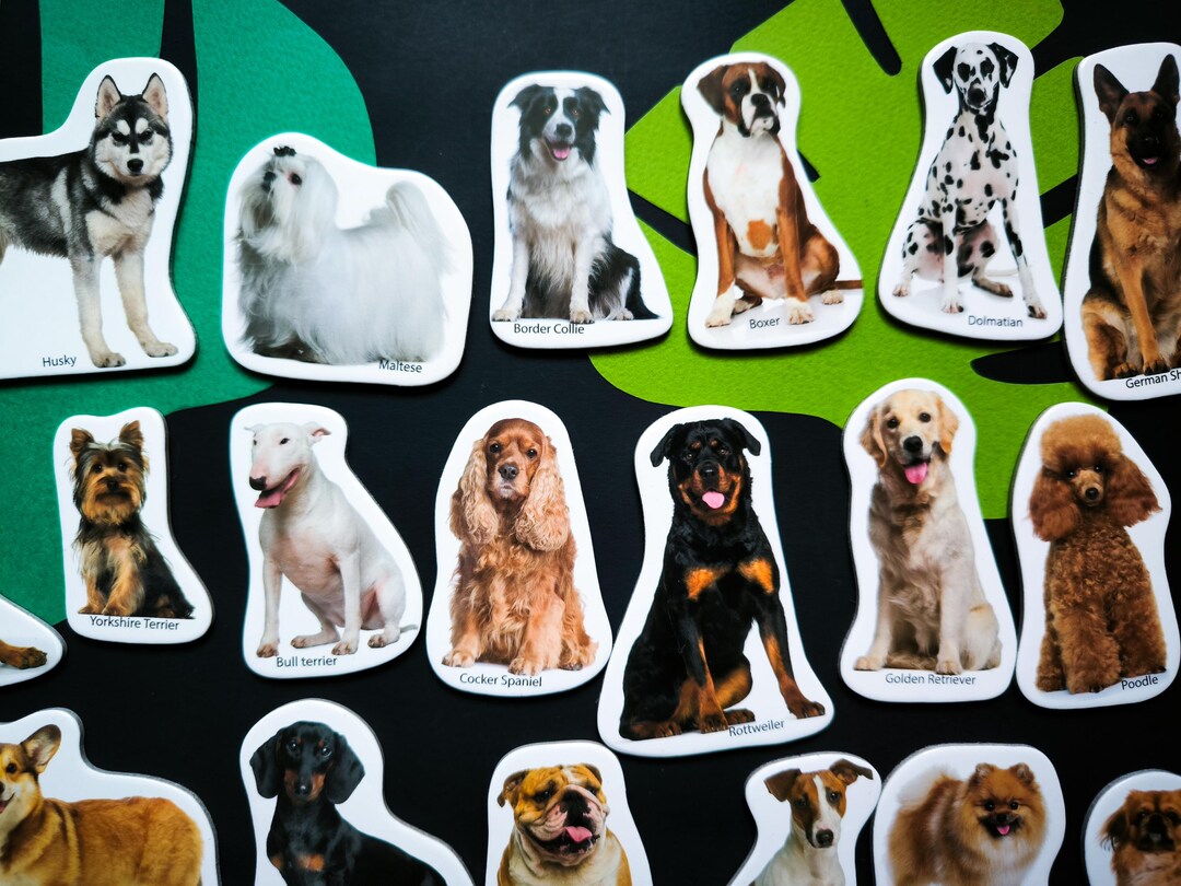 Breeds of Dogs Magnets for Kids, Set of 25, Cute Magnets for Toddlers ...