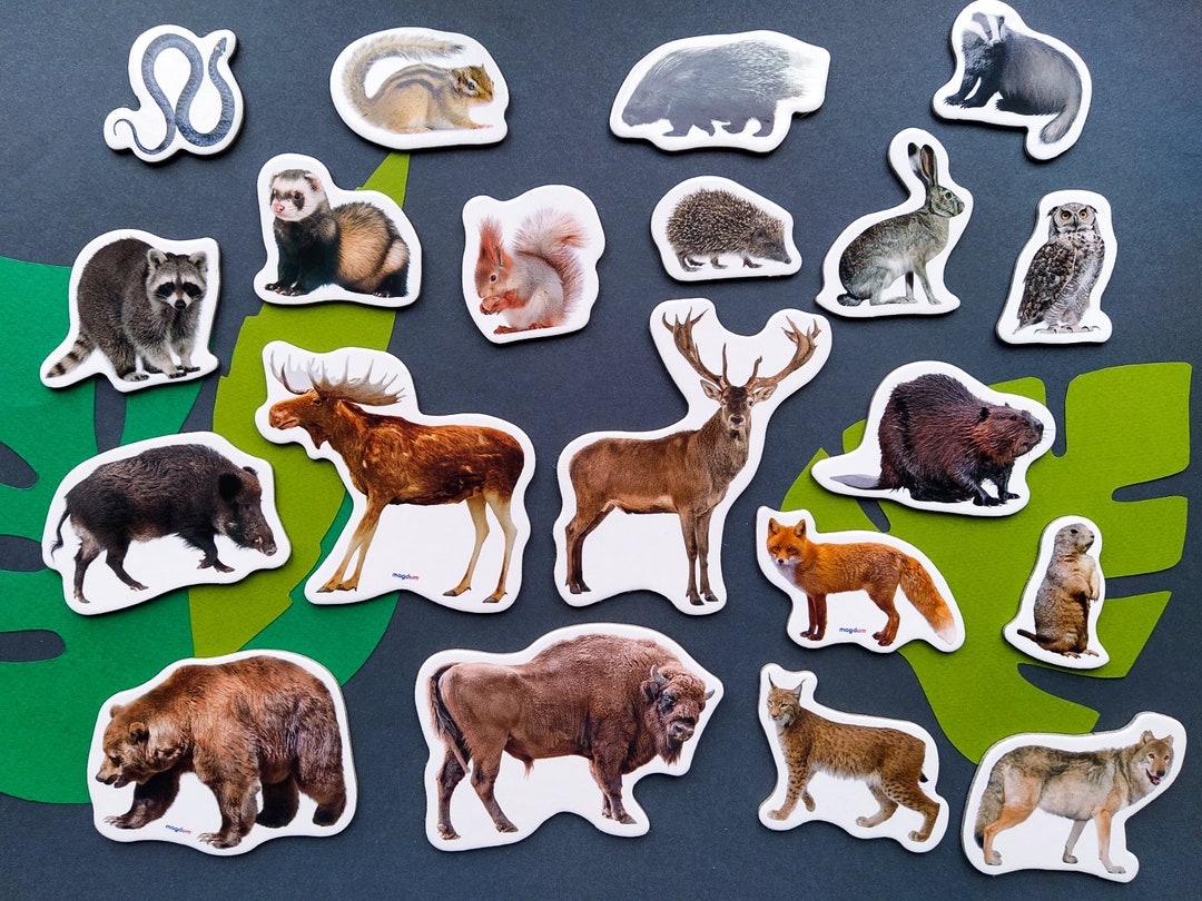 Forest Animals Magnets for Kids, Set of 20, Fridge Magnets Set, Gift ...