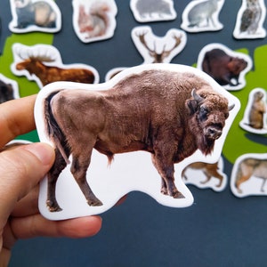 Forest Animals Magnets for Kids, Set of 20, Magnets for Toddlers ...