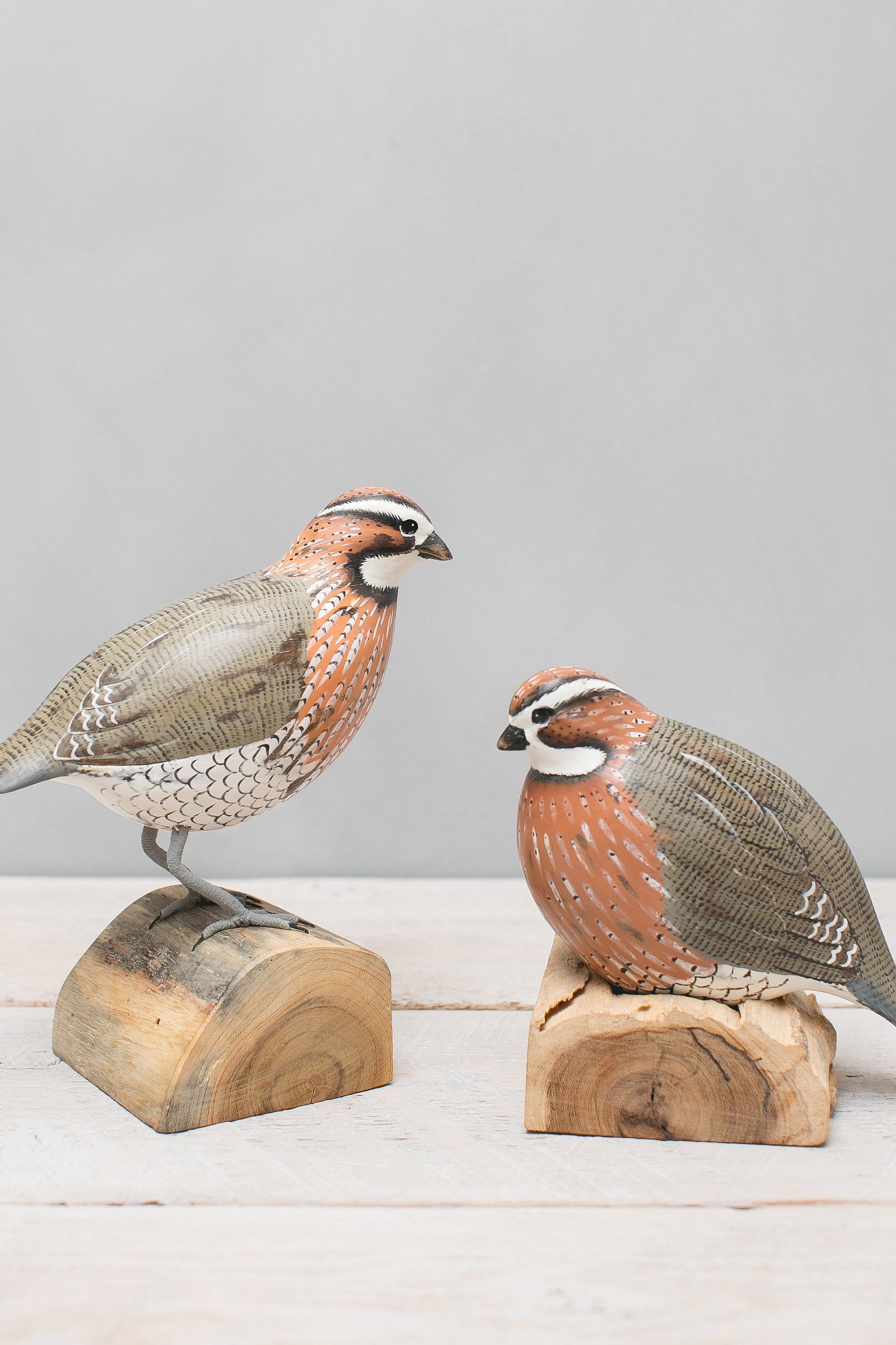 Bobwhite Quail In Missouri