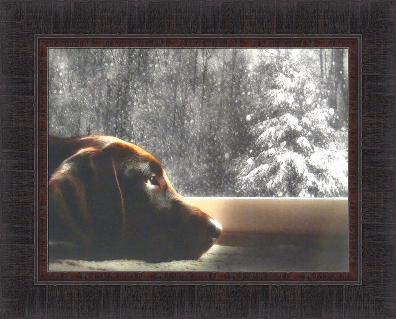 Lobo by Lori Deiter 17x21 Chocolate Lab Labrador Dog Window | Etsy