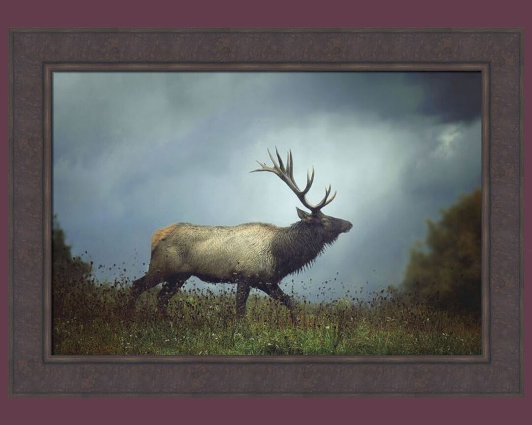 The Elk by Carrie Ann Grippo-pike 26x36 Bull Elk Beautiful Nature ...