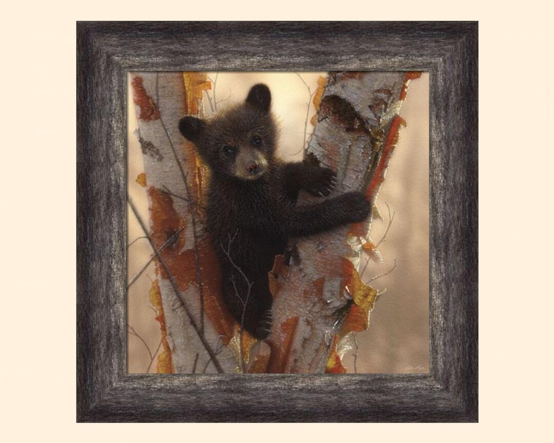 Curious Cub I by Collin Bogle 24x24 Baby Bear Sitting in Birch Tree ...