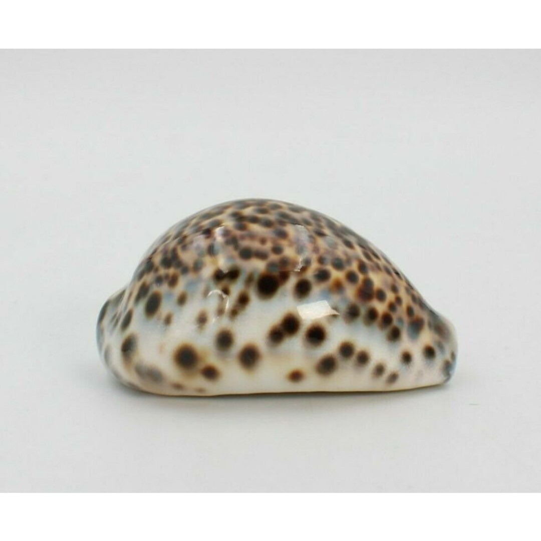 Tiger Cowrie Seashell (cypraea Tigris) Large - Etsy