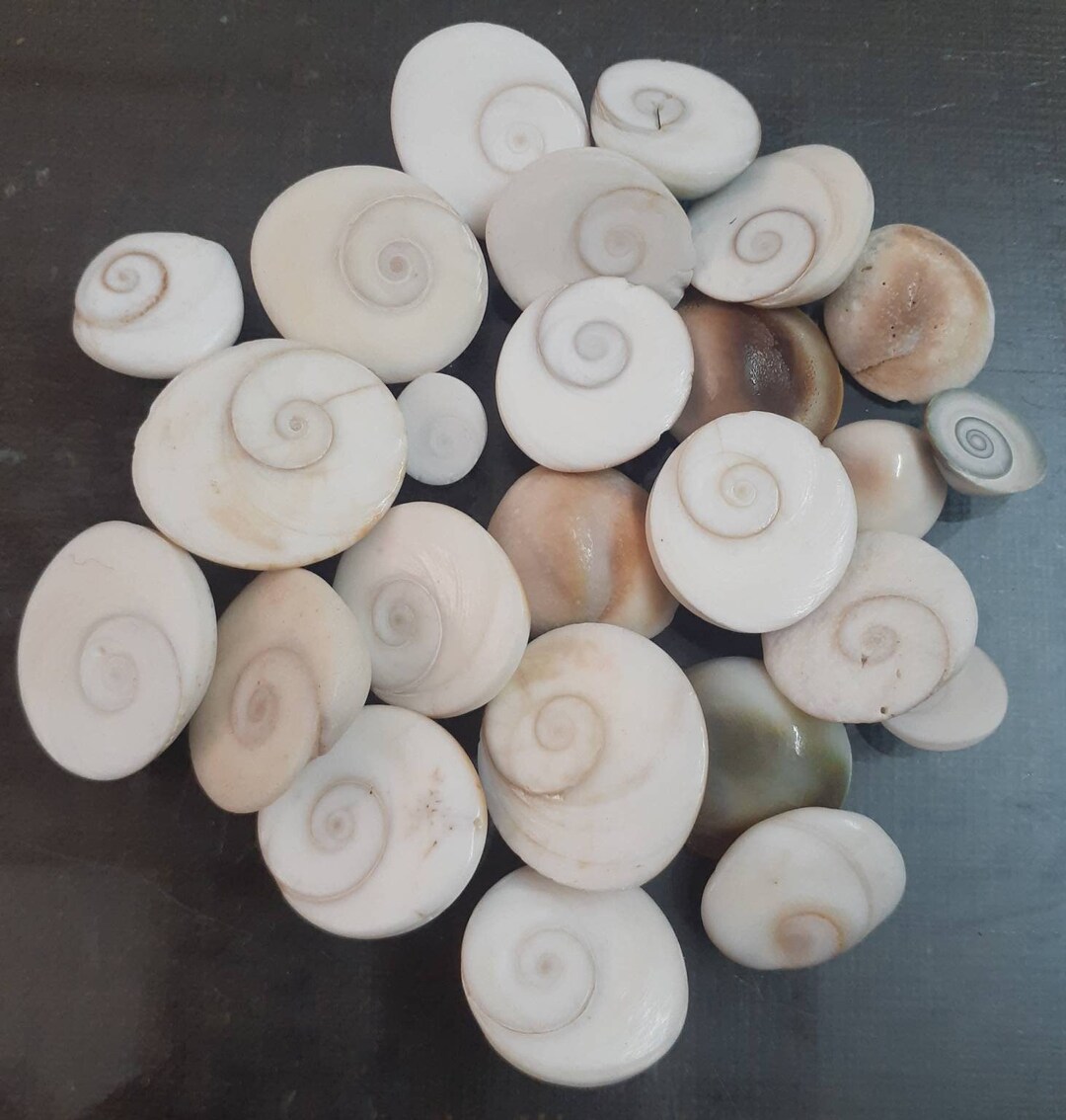 100% Natural Original Gomti (gomati) Chakra Directly From Indian Gomti ...