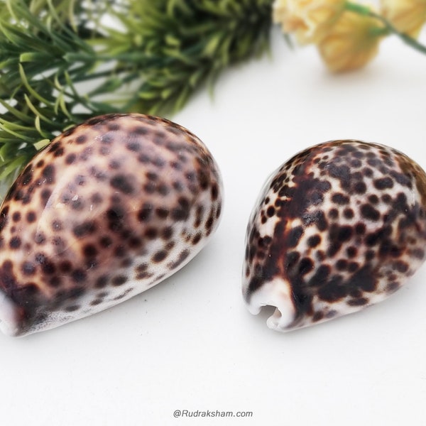 Leopard Cowrie Shell - Etsy