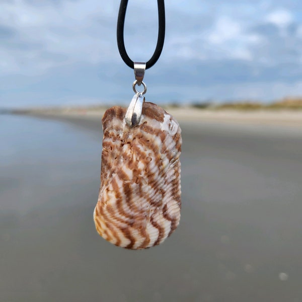 Real Seashell - Etsy