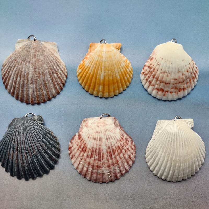 Real Seashells - Etsy