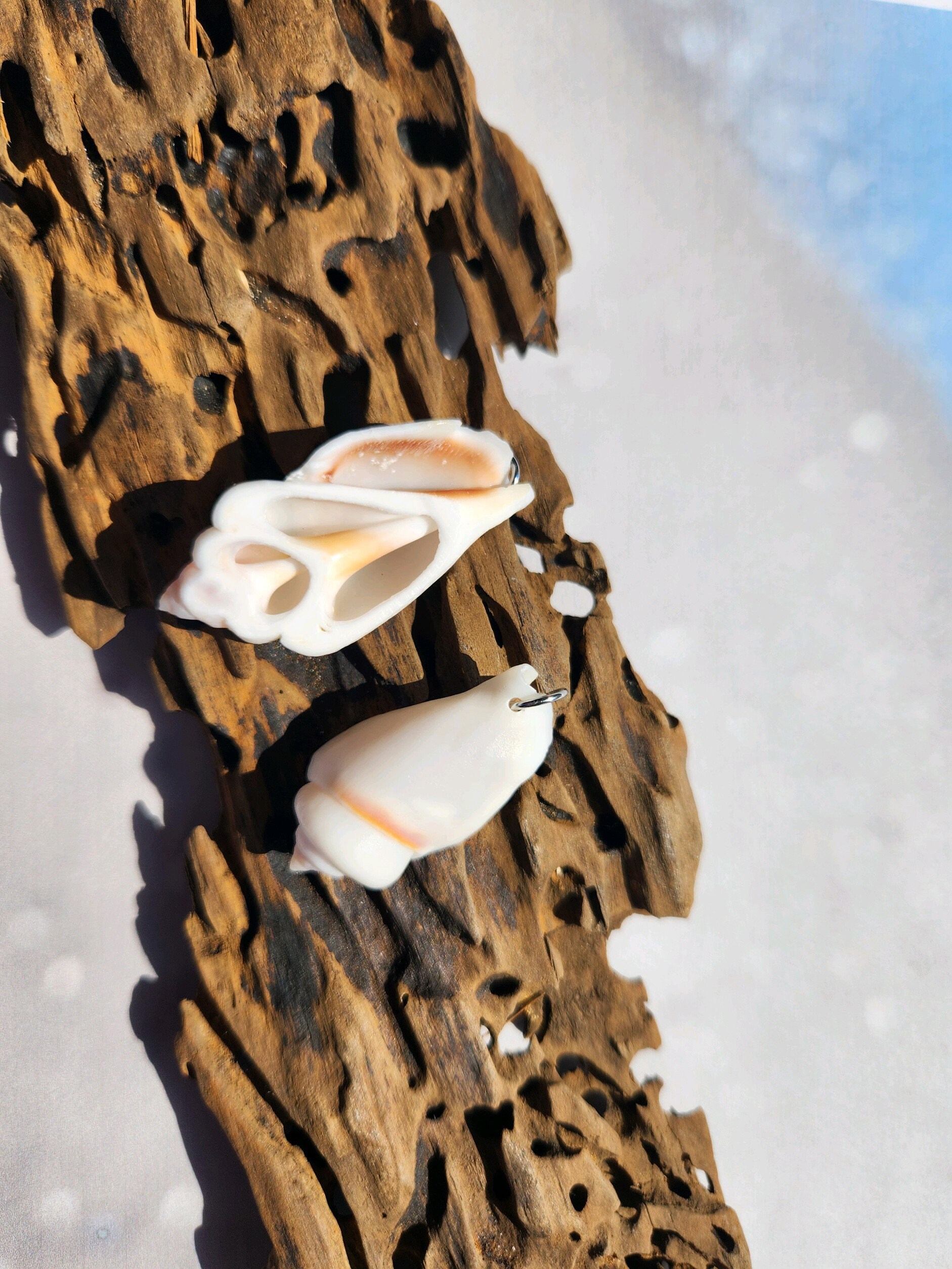 Conch Shell Necklace, Sliced Conch Seashell, Real Seashell Necklace ...