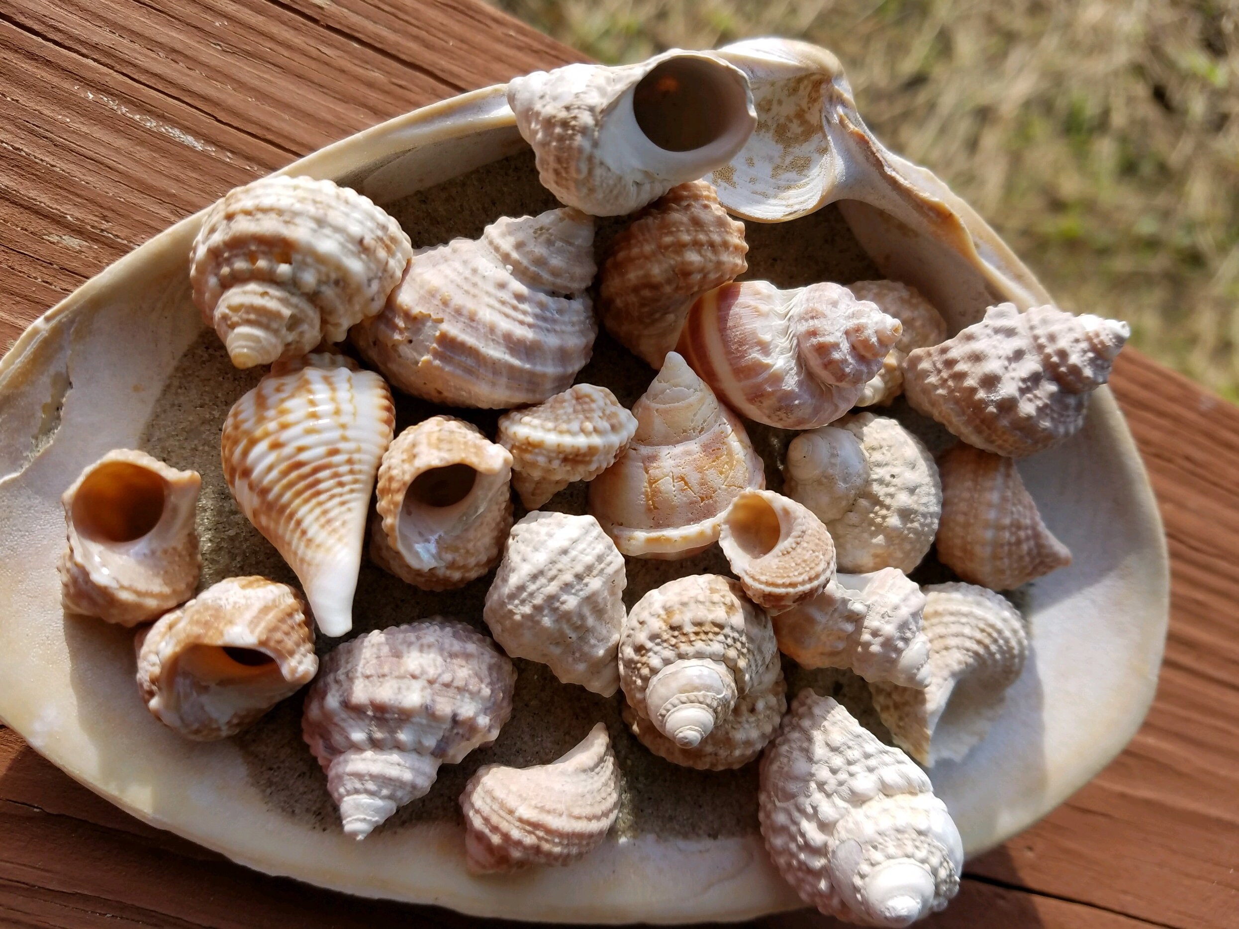 Seashell Necklace, Real Shell Jewelry, Seashell Pendant, Shell Choker ...