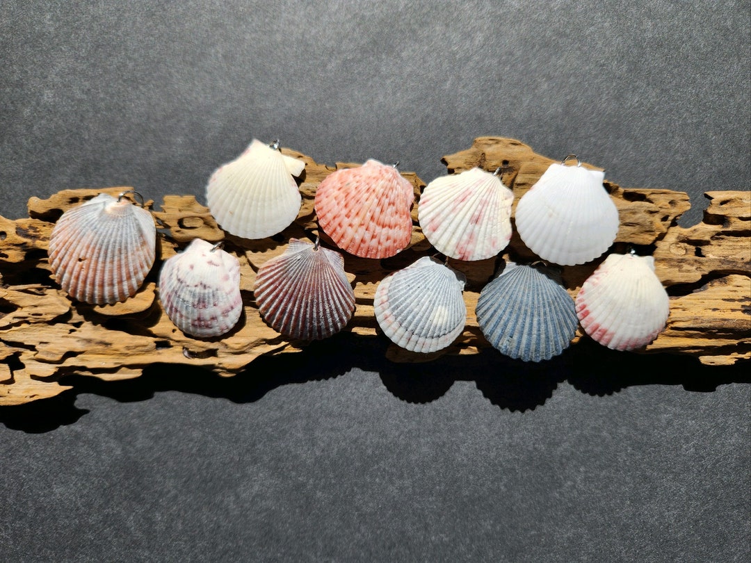 Shell Necklace, Real Seashell Jewelry, Seashell Pendant, Shell Choker ...