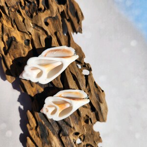 Conch Shell Necklace, Sliced Conch Seashell, Real Seashell Necklace ...