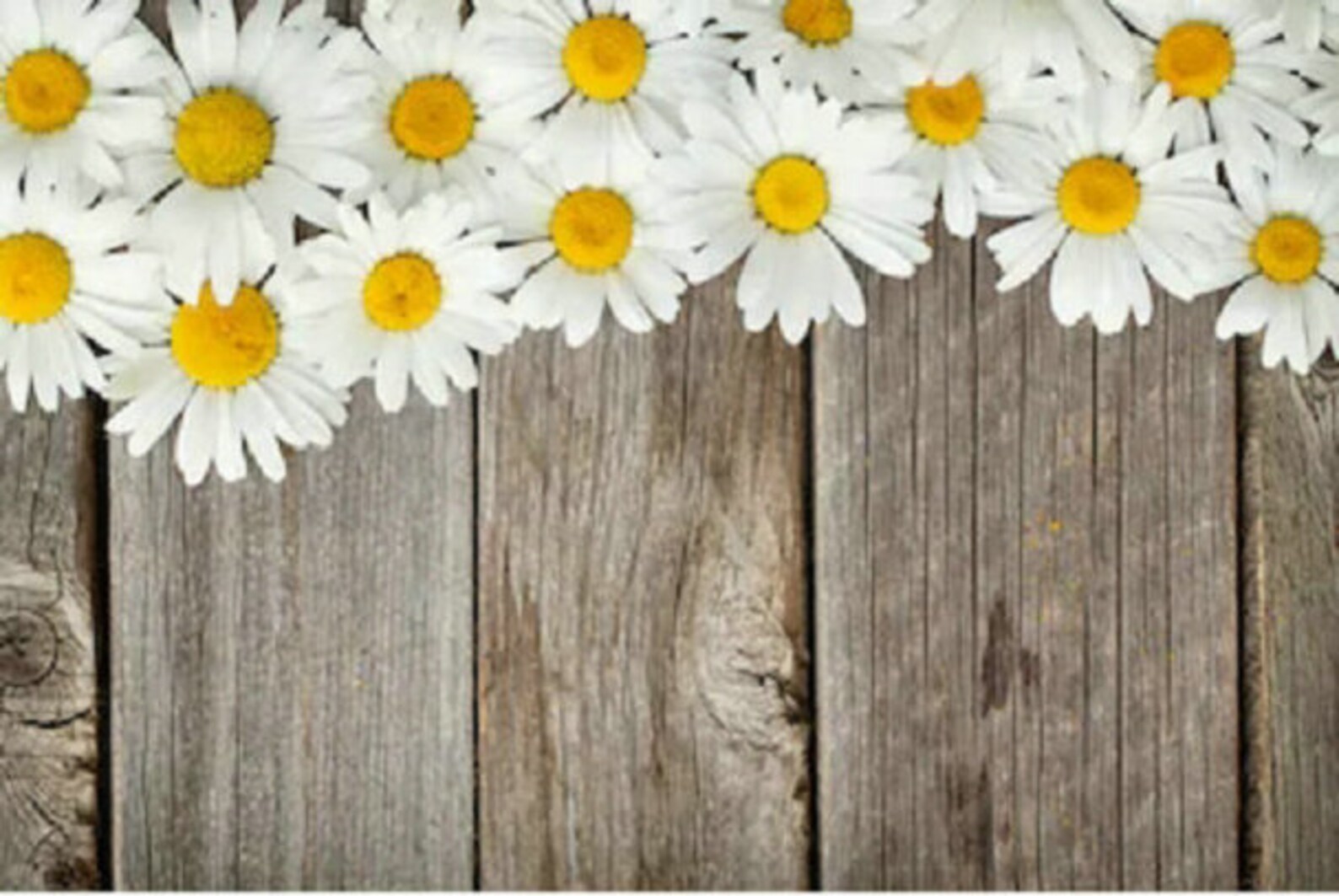 Daisy Sunflower Backdrops Wood Texture for Photography Child | Etsy