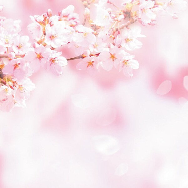 Photography Studio Background Girl - Etsy