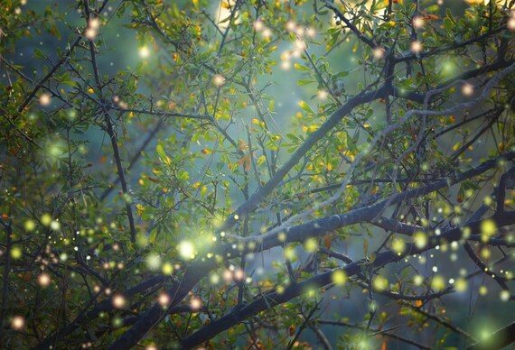 Bokeh Trees Backdrop Abstract Scale Glow Halo Spots Background | Etsy