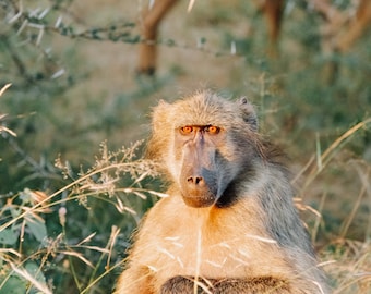 Moon Baboon Plush | Etsy