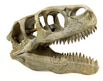 procompsognathus skeleton