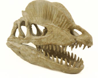 dromaeosaurus skull