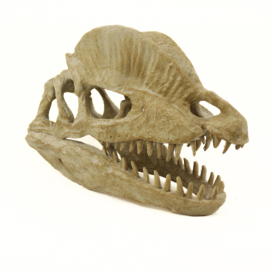 Dilophosaurus Aged Skull, Dinosaur Realistic Skull Replica, Prehistoric ...