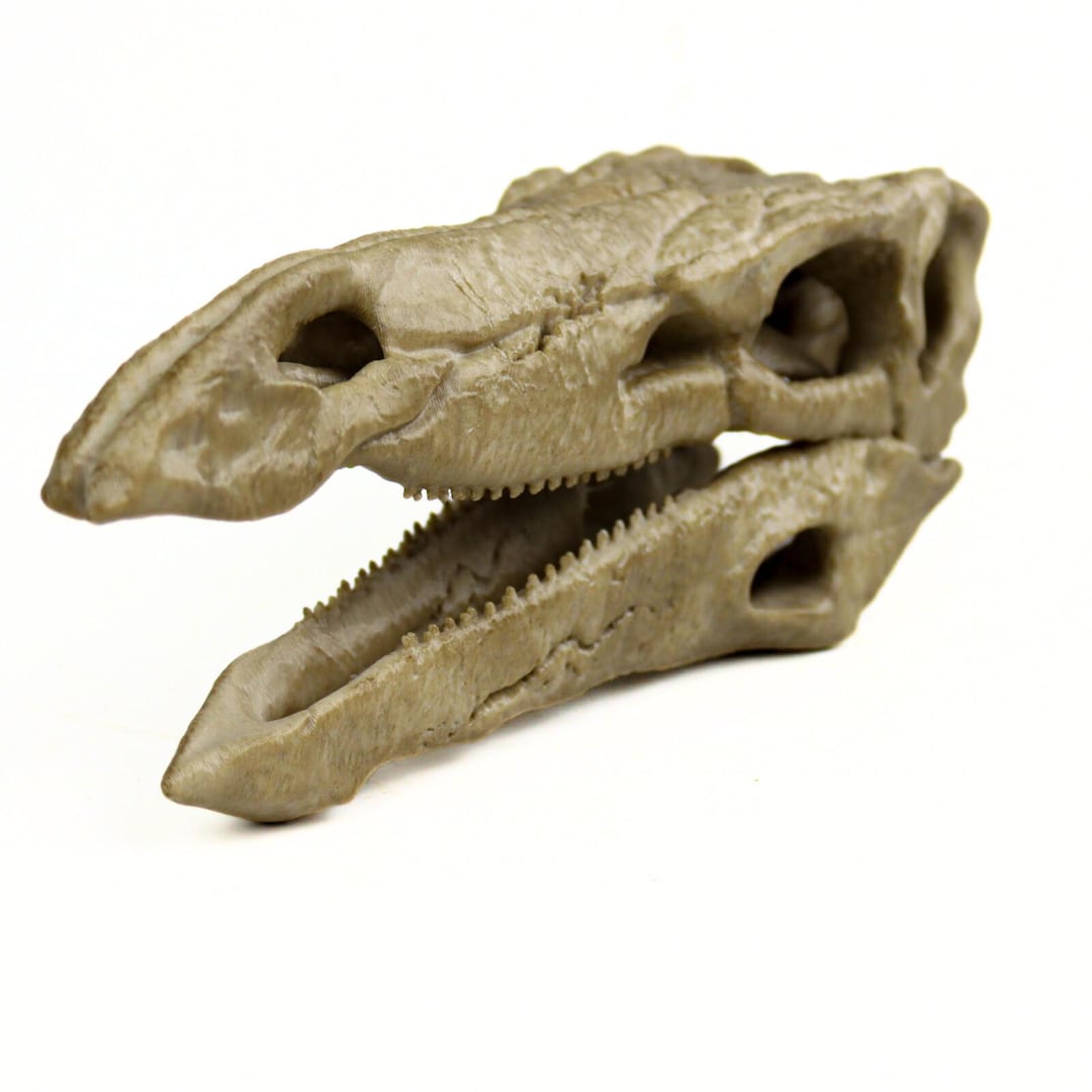 Stegosaurus Skull Replica, Dinosaur Skull Decor, Aged/worn Finish - Etsy