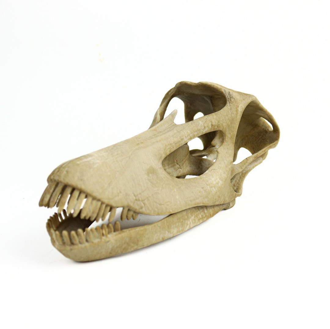 Diplodocus Skull, Diplodocus Handpainted Aged Skull Replica ...