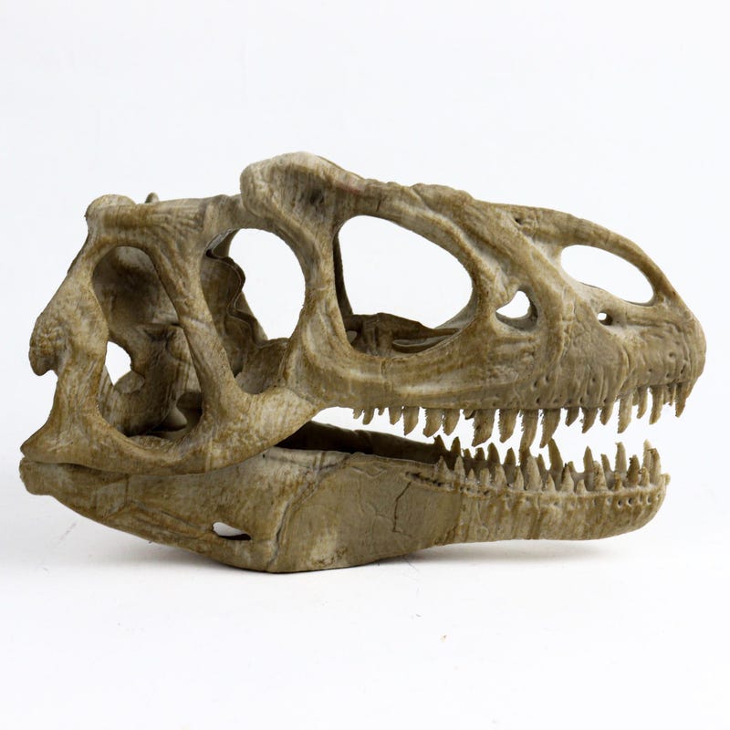 Dinosaur Skull Casts - Etsy UK