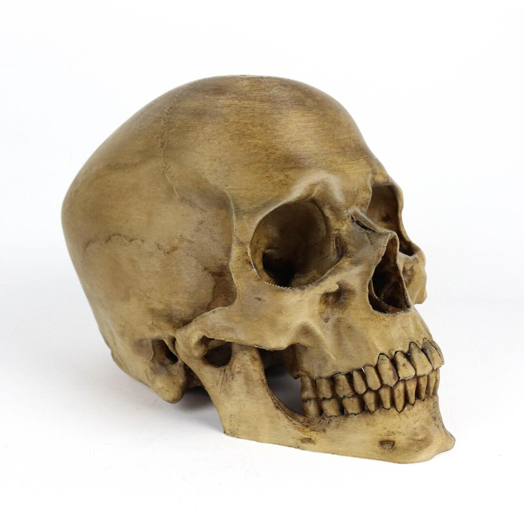 Aged Human Skull Decor, Lifesize Horror Prop, Headphone Holder ...