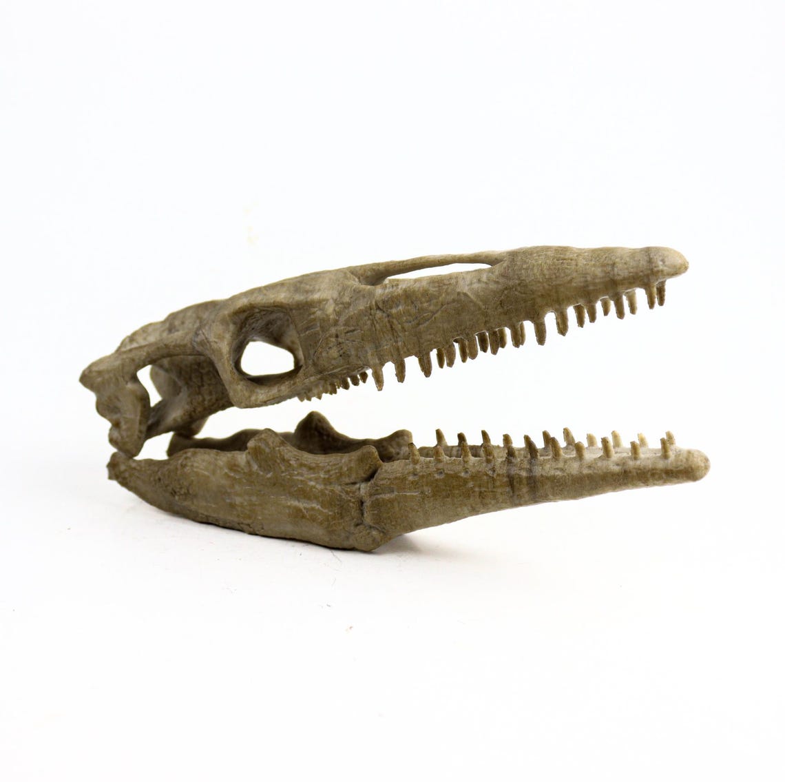 Mosasaurus Skull, Aged Reptile Skull Replica, Prehistoric Dinosaur ...