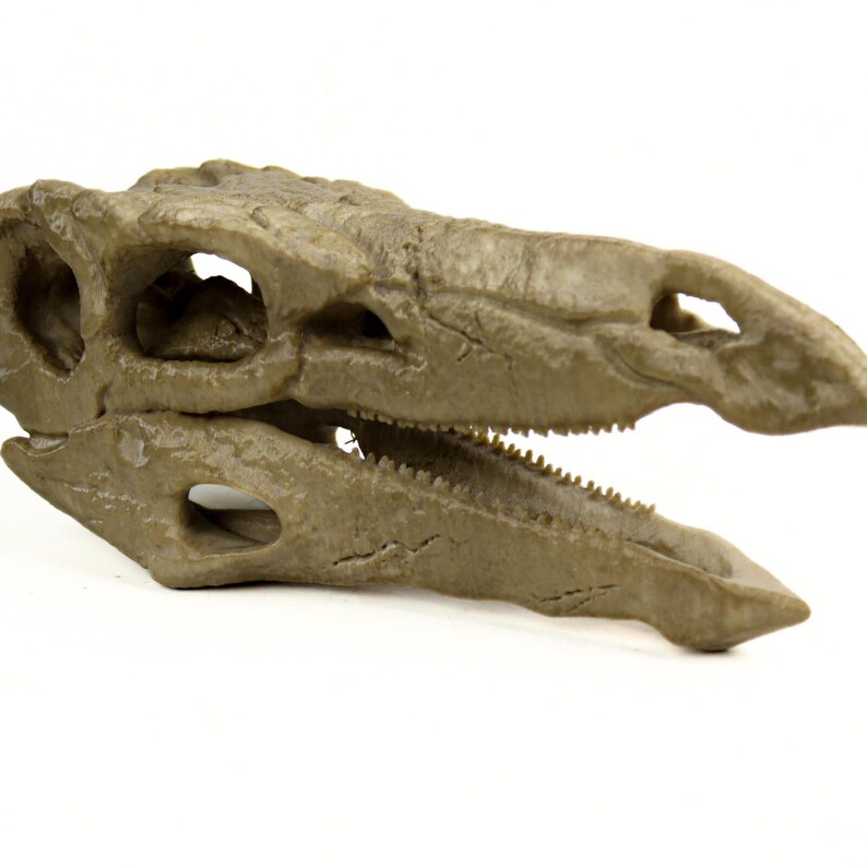 Stegosaurus Skull Replica, Dinosaur Skull Decor, Aged/worn Finish - Etsy