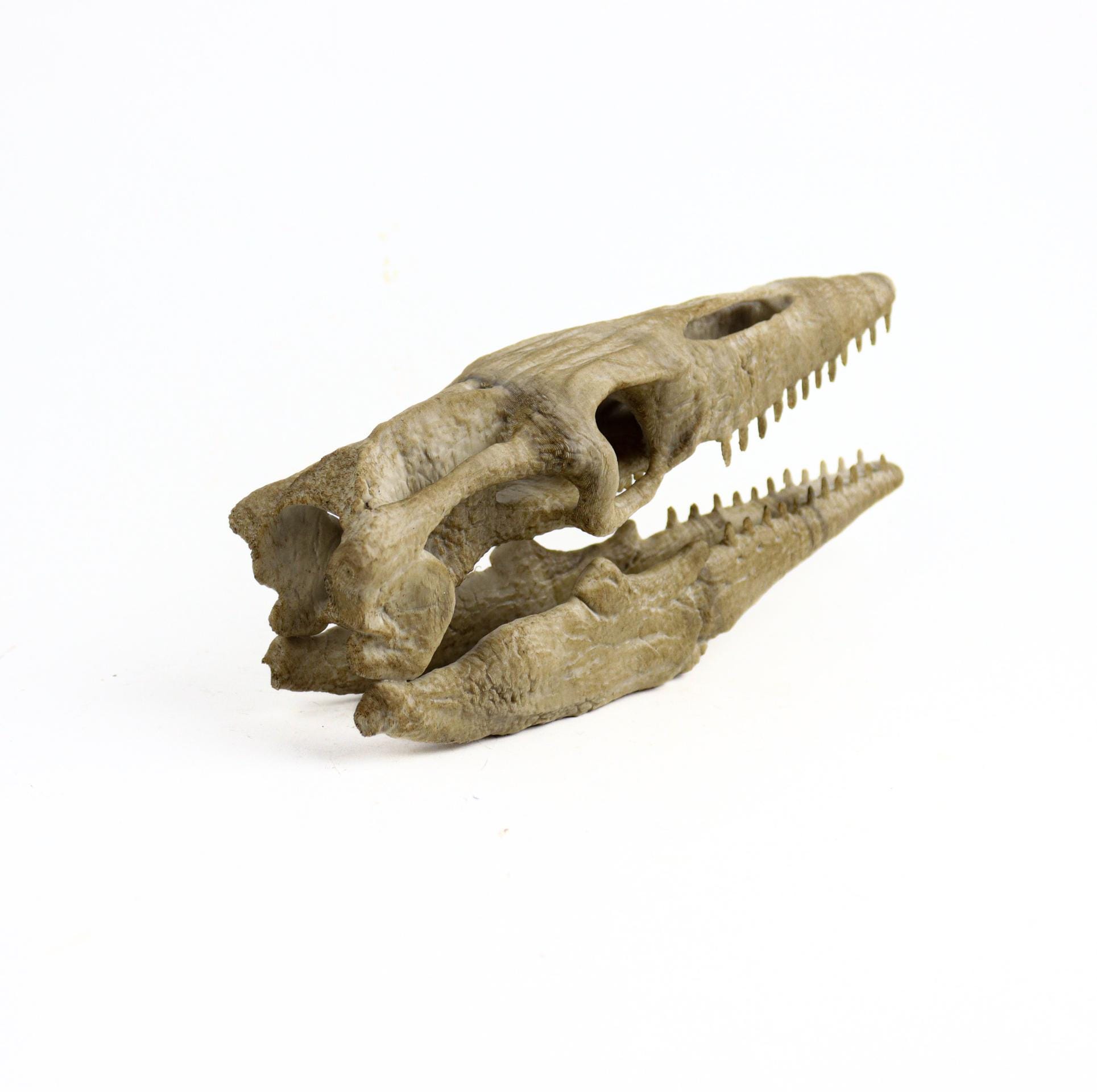 Mosasaurus Skull, Aged Reptile Skull Replica, Prehistoric Dinosaur ...