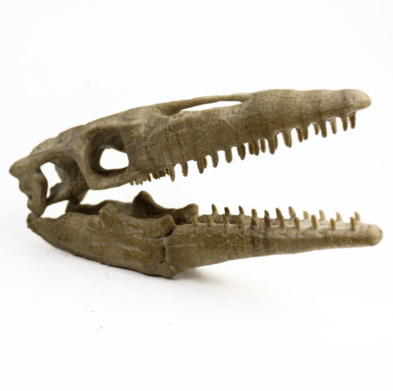 Mosasaurus Skull, Aged Reptile Skull Replica, Prehistoric Dinosaur ...