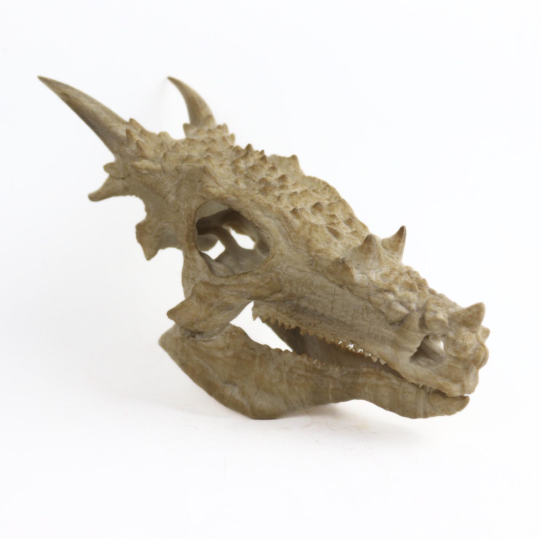 Dracorex Aged Skul,dragon Skull Decor, Dinosaur Fossil Replica - Etsy