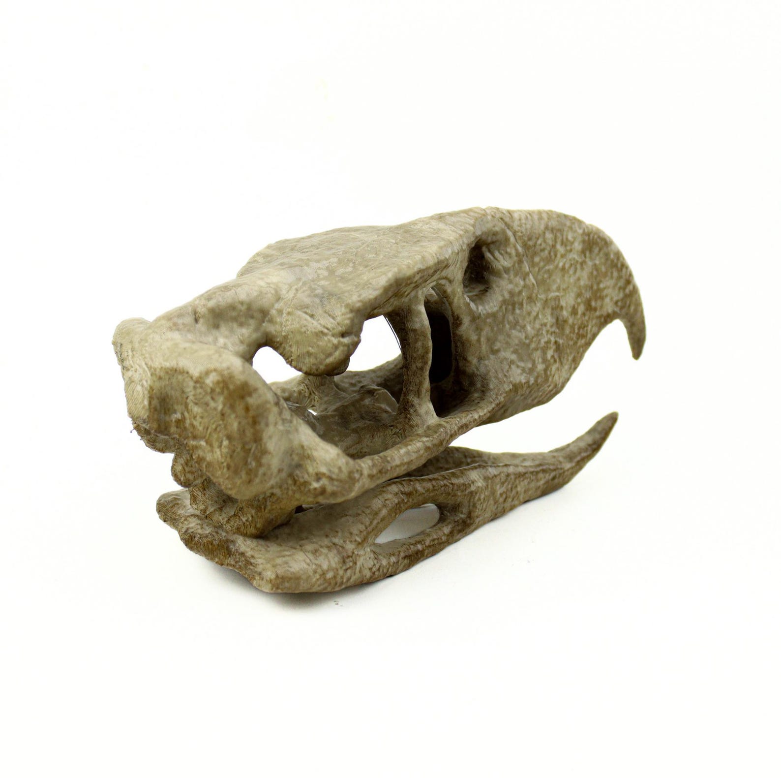 Phorusrhacos Skull Replica, Prehistoric Terror Bird Fossil Decor - Etsy