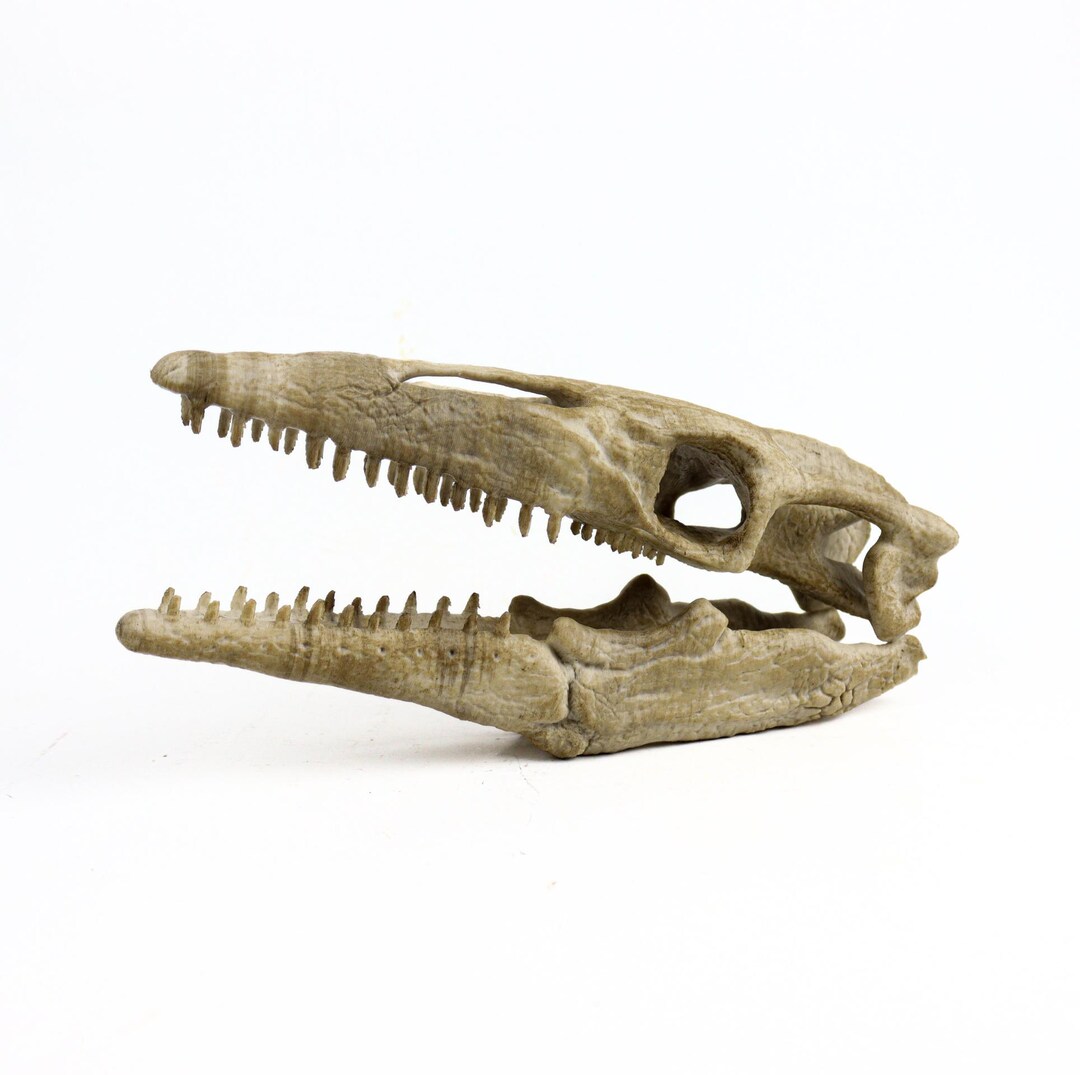Mosasaurus Skull, Aged Reptile Skull Replica, Prehistoric Dinosaur ...