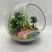 Tropical Oasis Terrarium Kit 6 Slant Cut Round Glass - Etsy