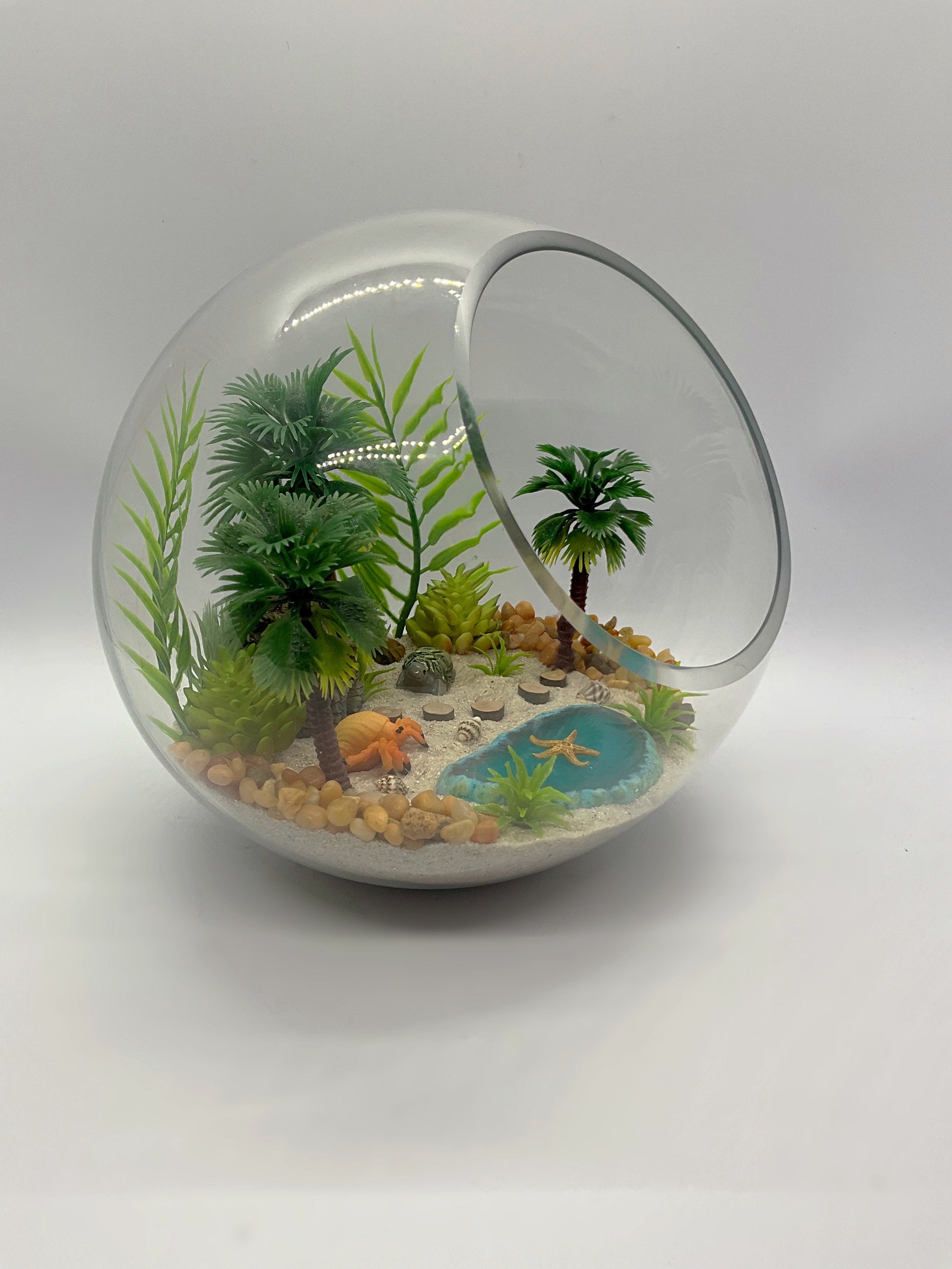 Tropical Oasis Terrarium Kit - 6” Slant Cut Round Glass Terrarium ...