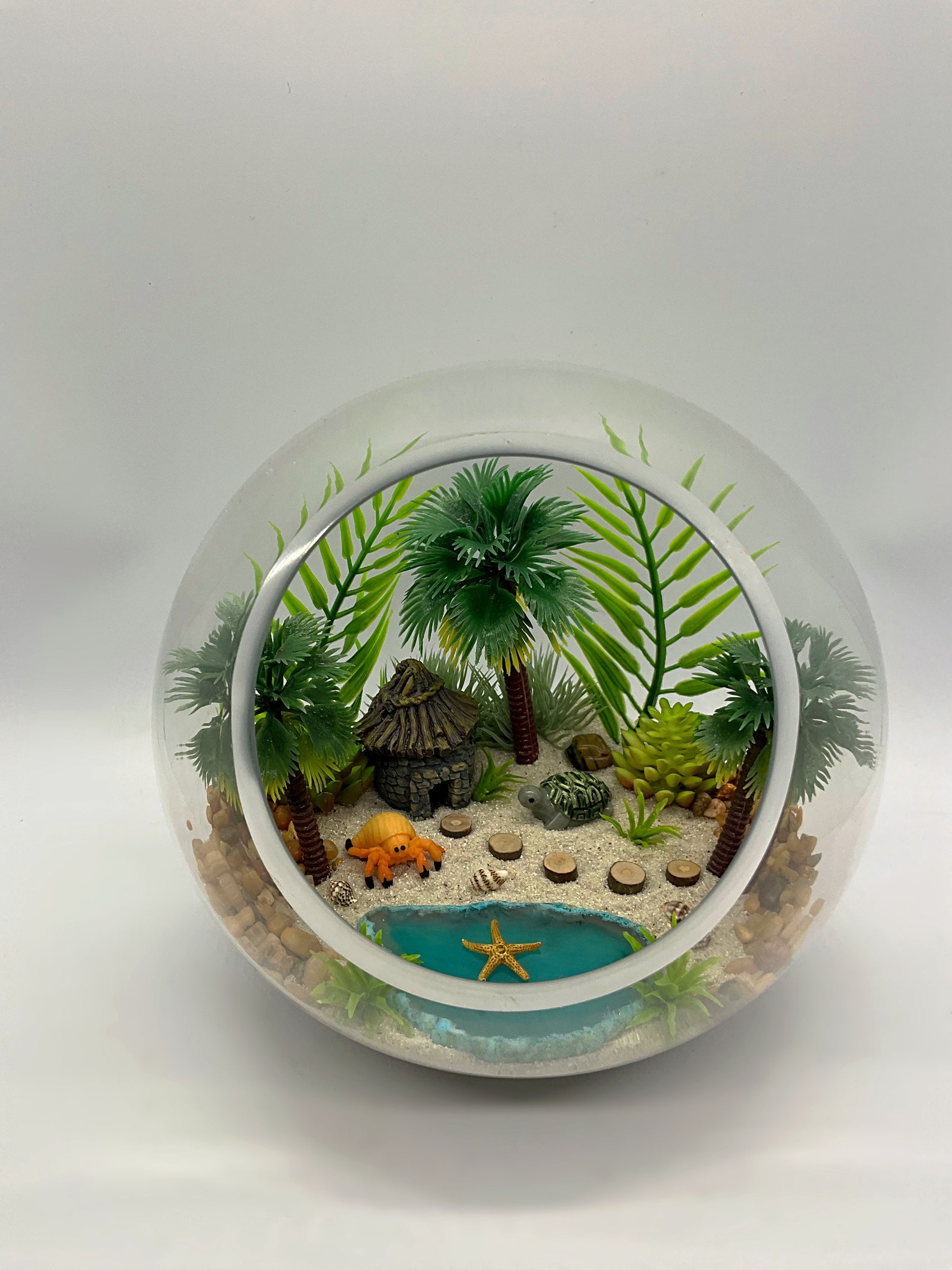 Tropical Oasis Terrarium Kit 6 Slant Cut Round Glass Terrarium Turtle ...