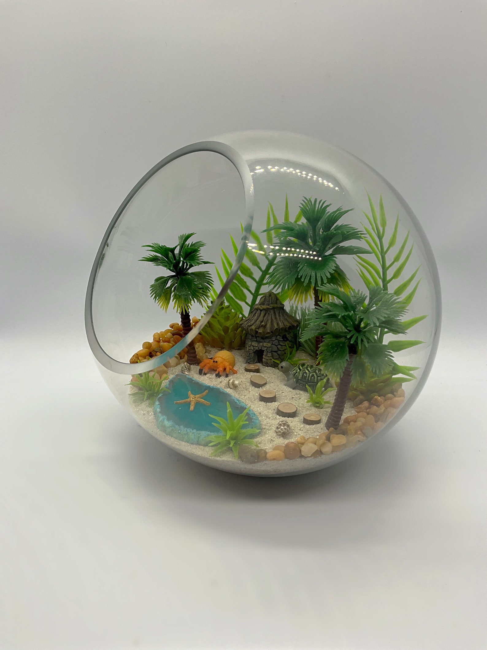 Tropical Oasis Terrarium Kit 6 Slant Cut Round Glass Terrarium Turtle ...