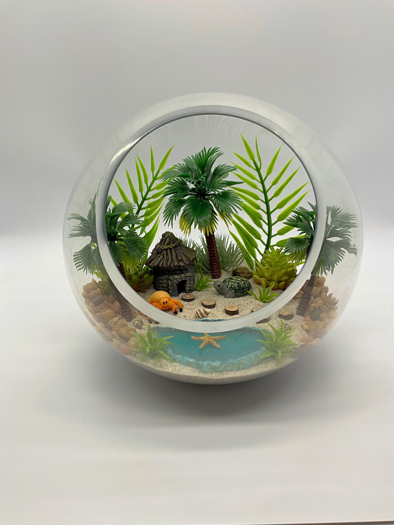 Tropical Oasis Terrarium Kit - 6” Slant Cut Round Glass Terrarium ...
