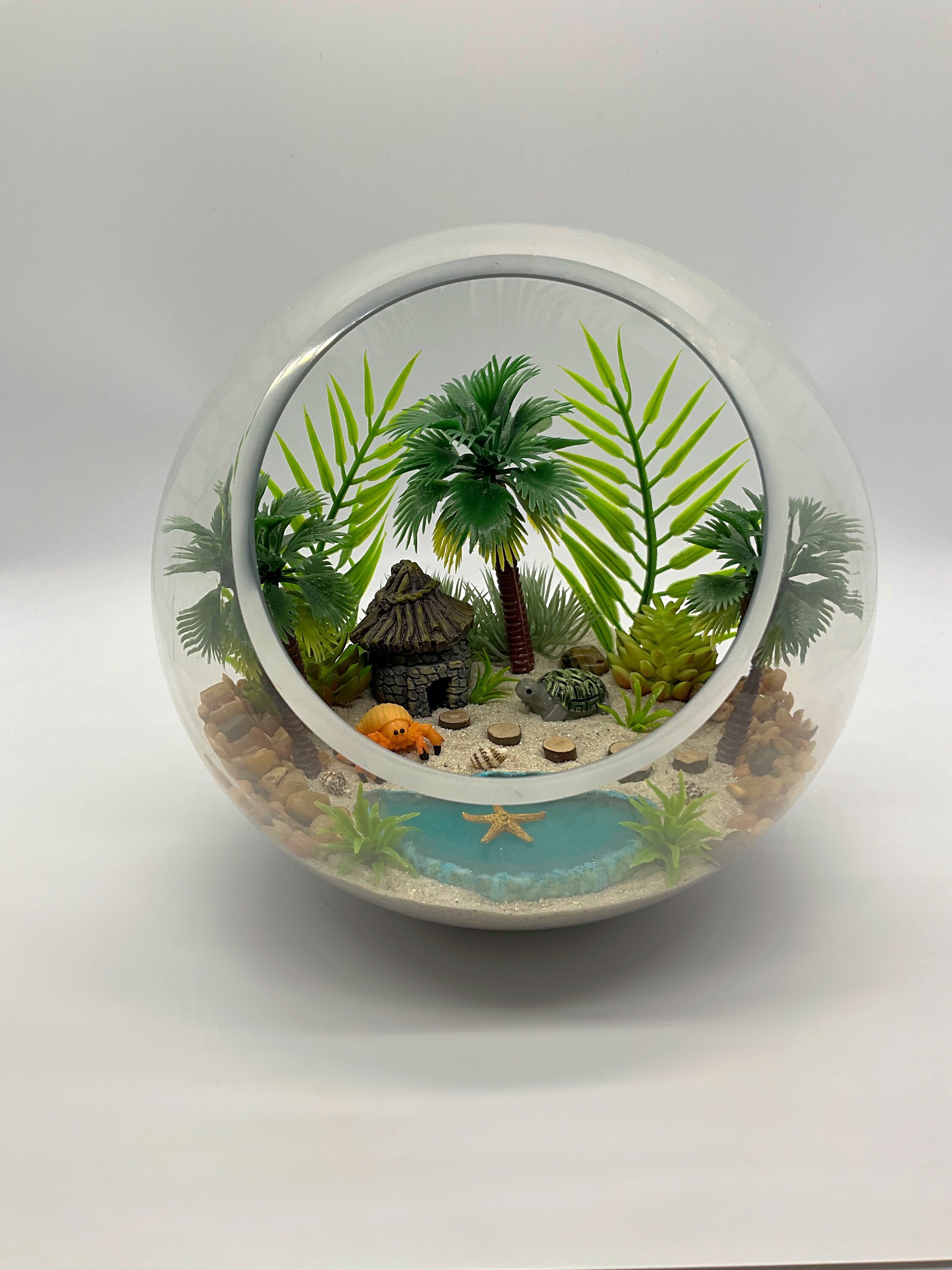 Tropical Oasis Terrarium Kit - 6” Slant Cut Round Glass Terrarium ...