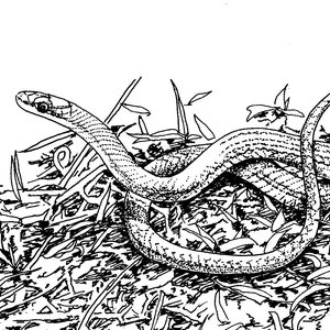 Green Snake Pen and Ink Print - Etsy