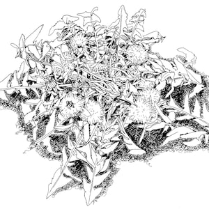 Dandelion Pen and Ink Print - Etsy