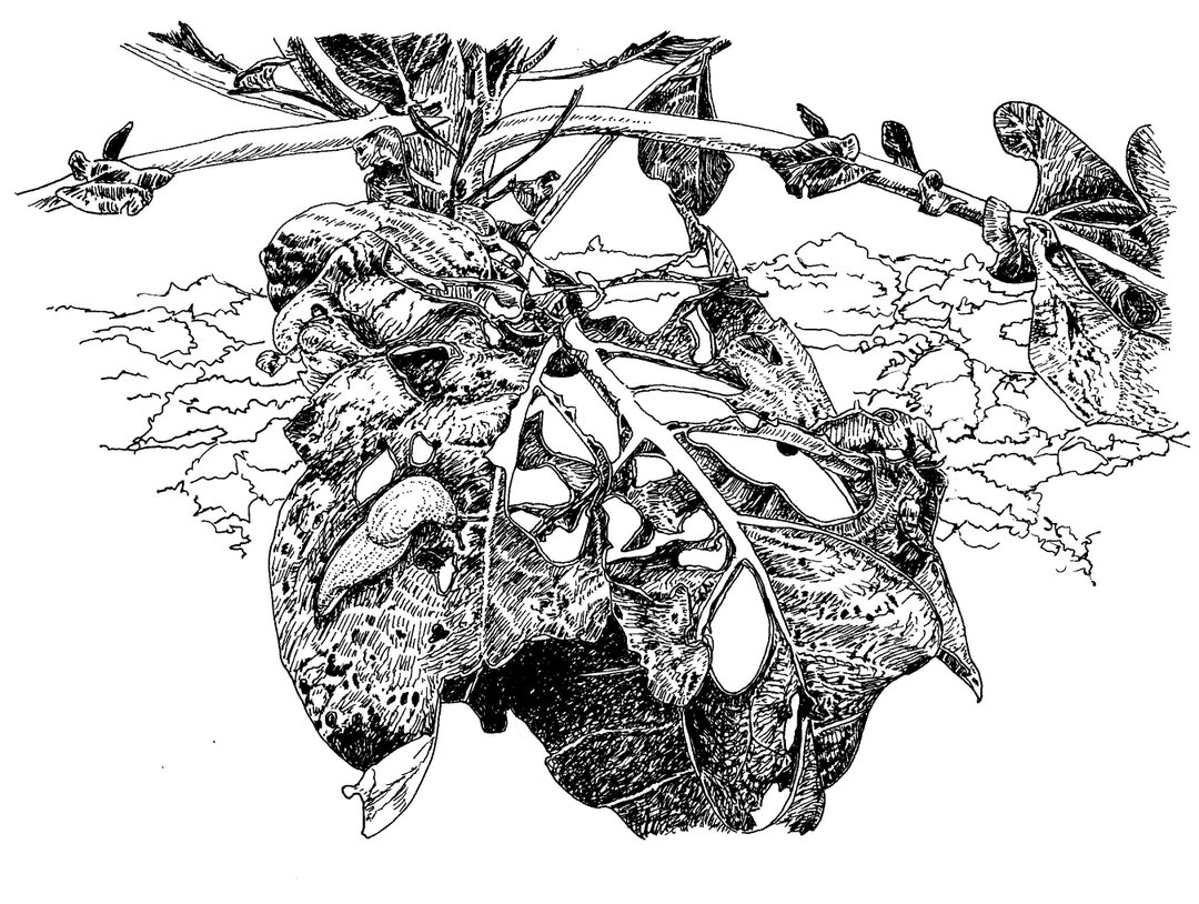 Slug Pen & Ink Print - Etsy