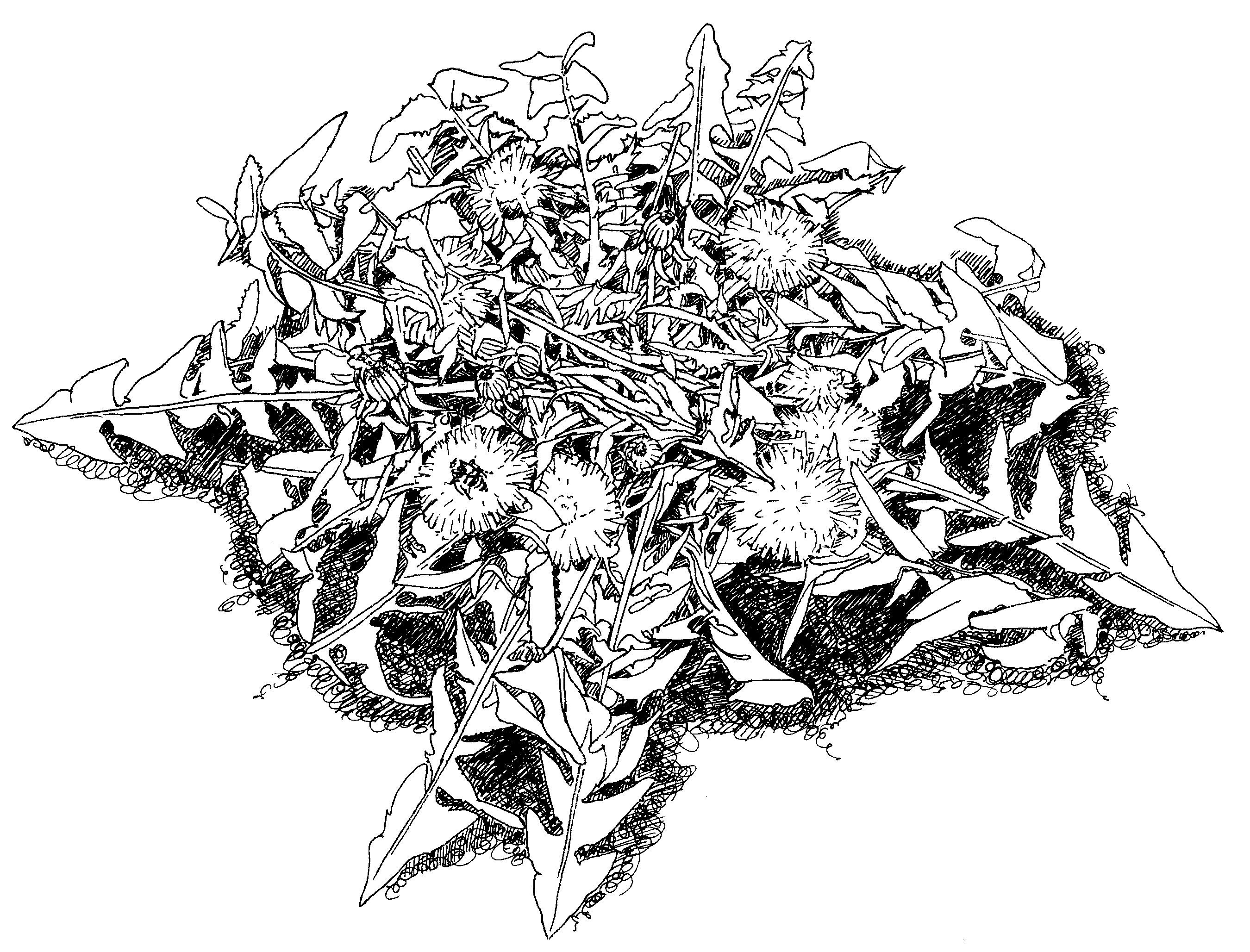 Dandelion Pen and Ink Print - Etsy